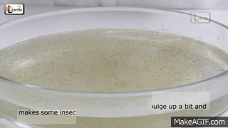 Pepper and Water | Science Experiments for kids | Pepper and soap trick ...