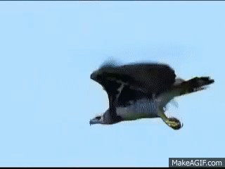 Harpy Eagle on the hunt.. on Make a GIF