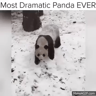 Funniest most dramatic panda ever!! on Make a GIF