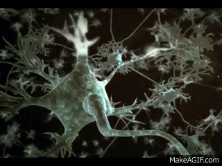 Impulso Nervoso - Atlas do Corpo Humano on Make a GIF
