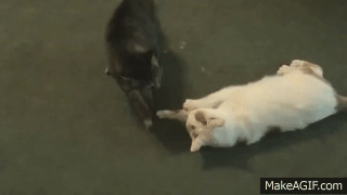 The Best Cat Fight EVER On You Tube! RE: EXTREME CAT FIGHT on Make a GIF