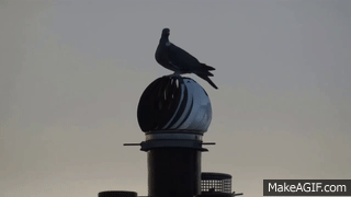 Duif Gif Witte Duif Lijn Kunst Illustratie Op Blauwe Achtergrond.