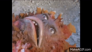 Pigmon dies on Make a GIF