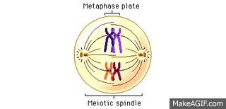 Meiosis 1 GIf on Make a GIF