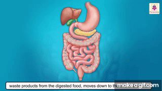 Digestion Process In Human Body Explained Through Animation | Science ...
