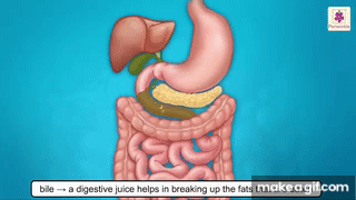 Digestion Process In Human Body Explained Through Animation | Science ...