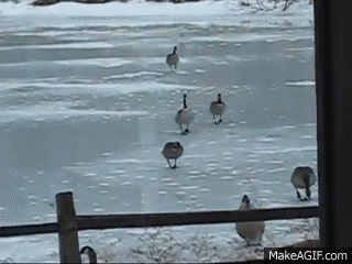 geese slip on ice on Make a GIF