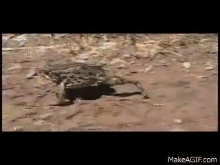 Western Toad walking on Make a GIF
