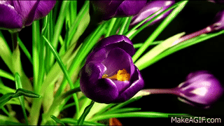 Crocus blooming short timelapse on Make a GIF