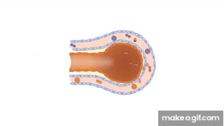 Equilibrio acido base on Make a GIF