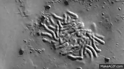 MITOSIS - MADE SUPER EASY - ANIMATION on Make a GIF