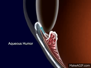 Eye Anatomy- Vitreous and Aqueous Humor on Make a GIF