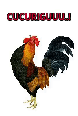 CUCURIGU..! on Make a GIF