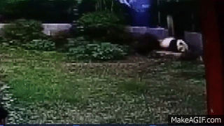 Man Vs Bear - Man Attacks Panda Bear In Zoo And Gets Beaten Up on Make ...