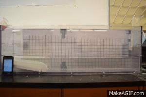 Sediment transport on Make a GIF
