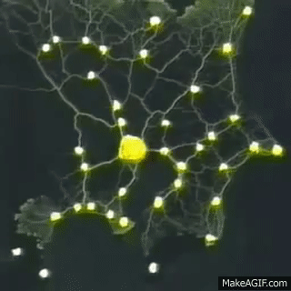 Slime mold form a map of the Tokyo-area railway system on Make a GIF