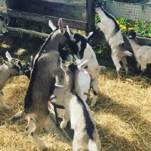 Goats on Make a GIF