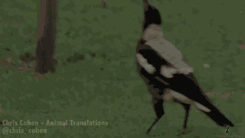 Magpie Hanging Upside Down. [video] on Make a GIF