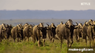 Our Planet | One Planet | FULL EPISODE | Netflix on Make a GIF