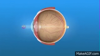 How the Eye Works and the Retina on Make a GIF