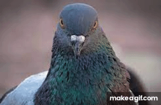 Surprised Pigeon Gif