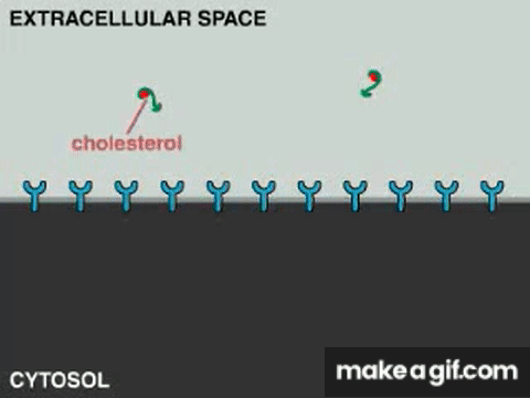 Endocitosis mediada por receptor on Make a GIF