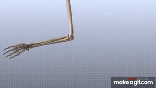 Elbow Anatomy Animated Tutorial on Make a GIF