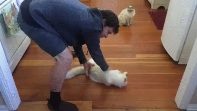 Richard the Ragdoll cat loves sliding on the floor on Make a GIF