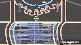 Excitation Contraction Coupling and the Neuromuscular Junction ...