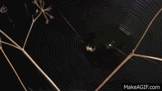 Spider building web time lapse on Make a GIF