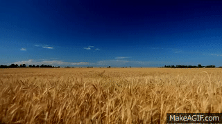 60minutes2relax - Golden Wheat Field on Make a GIF