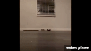 Cat Meme You Died on Make a GIF