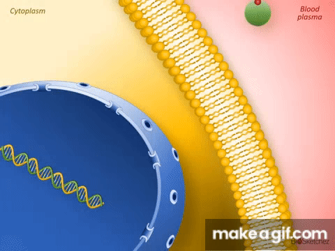 Lipid-soluble hormones (steroid hormones) on Make a GIF