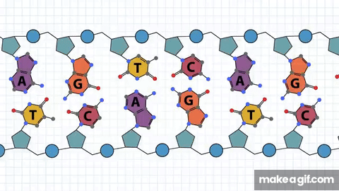 The Structure of DNA on Make a GIF
