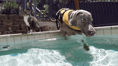 Video: Didga the Dog-Surfing Cat on Make a GIF