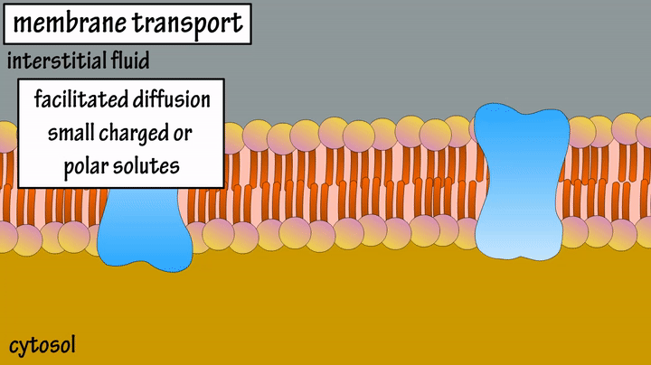 Cell Membrane Transport - Transport Across A Membrane - How Do Things ...