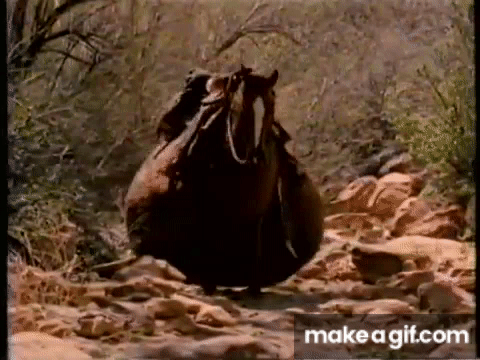 Water bloated horse with huge sloshy bell belly on Make a GIF