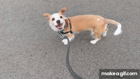Happy pup! on Make a GIF