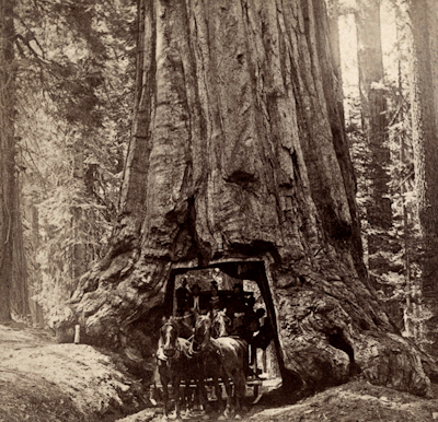 vintage 3D | There are trees big enough to drive a car through, on Make ...