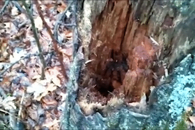 treething on Make a GIF