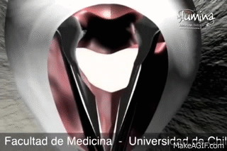 Laringe Humana, Ciclo Vibratorio de las Cuerdas Vocales on Make a GIF
