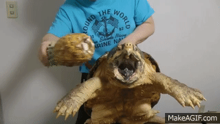 巨大ワニガメパイナップル斬り Alligator snapping turtle snaps a Pineapple off on Make ...