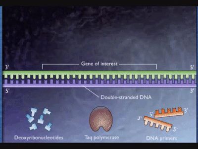 polymerase chain reaction Animated on Make a GIF