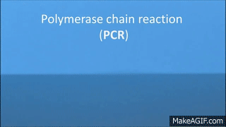 PCR (Polymerase Chain Reaction) on Make a GIF