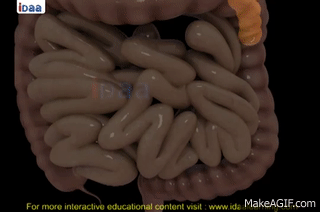 Digestion in Human Beings 3D CBSE Class 7 Science (www.iDaaLearning.com ...