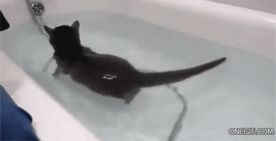 catgifcentral: The elusive north american water cat Cat GIF... on Make ...