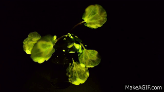 Glowing plants on Make a GIF