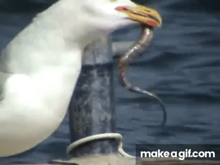 SEAGULL EAT SNAKE,bon appetit,SKRADIN-CROATIA on Make a GIF
