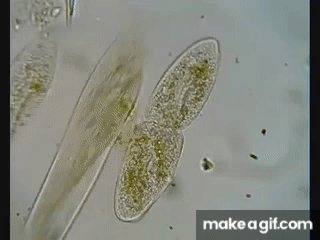 paramecium Reprodução por divisão binária on Make a GIF