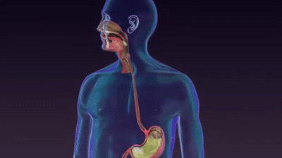 Heartburn and GORD explained on Make a GIF